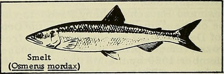 What Happened to Chicago’s Smelt Fishermen?